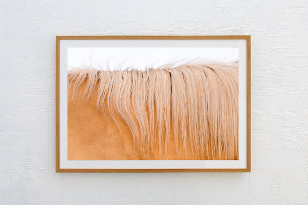 Golden Mane – Pampa - AU