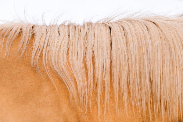 Golden Mane – Pampa - AU