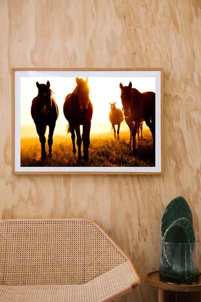 Sunset Mist – Pampa - AU